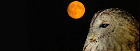 The Apologetic Task - bethinking.org